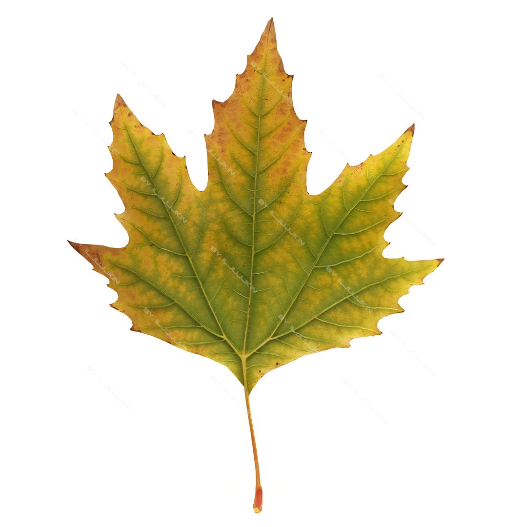leaves maple leaf obj