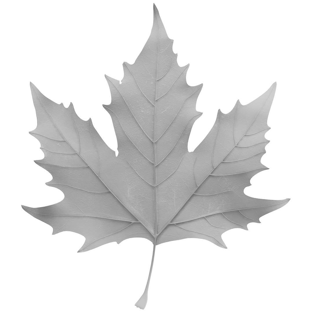 leaves maple leaf obj