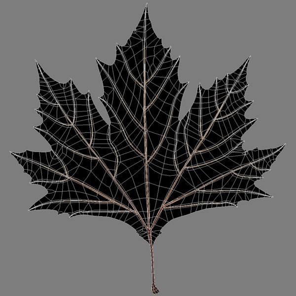 leaves maple leaf obj