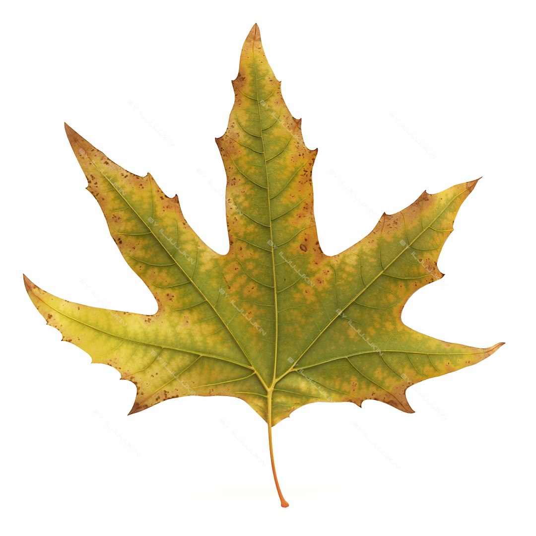 leaves maple leaf obj