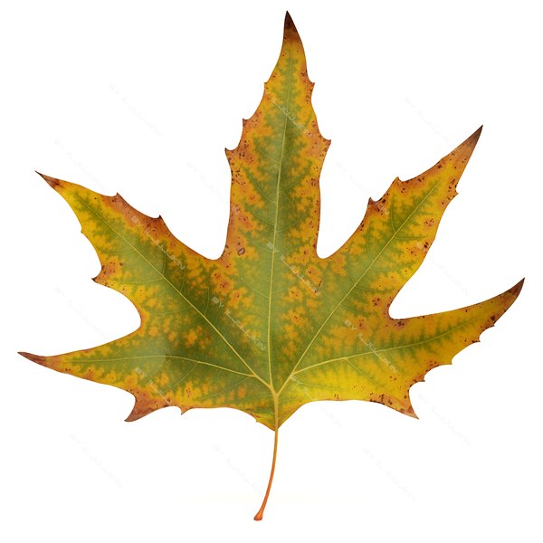 leaves maple leaf obj