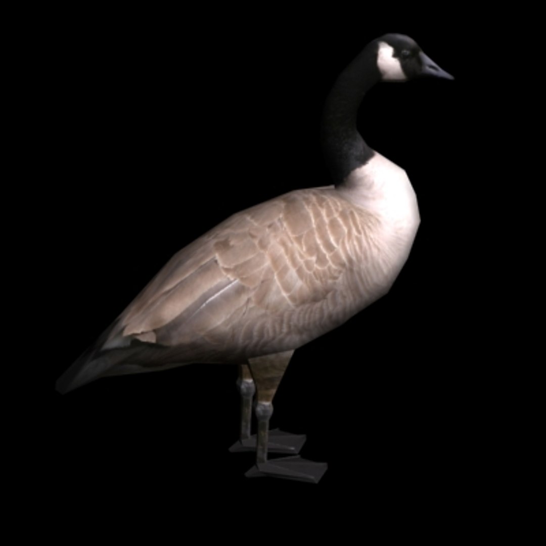 Canadian Goose 3d Max