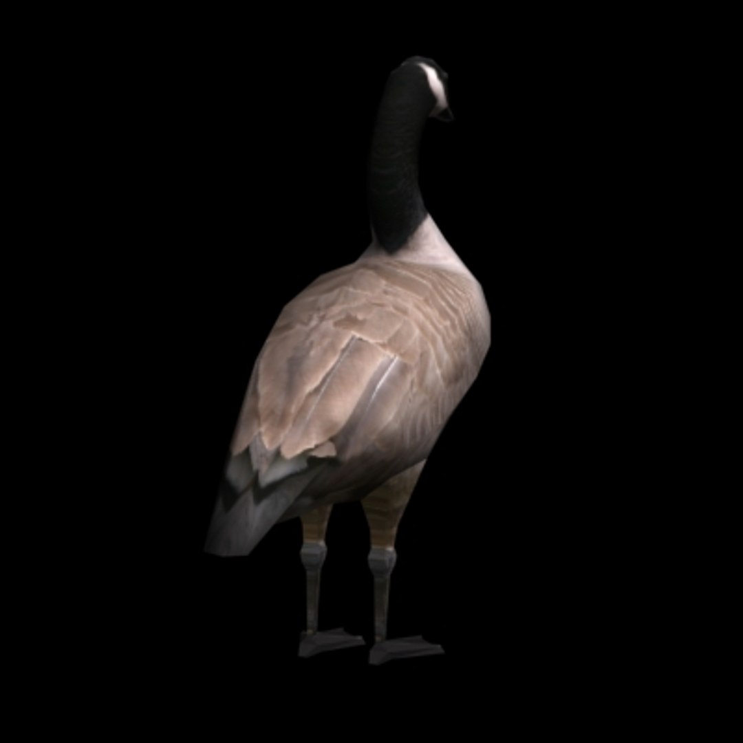 Canadian Goose 3d Max