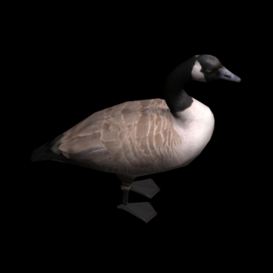 Canadian Goose 3d Max