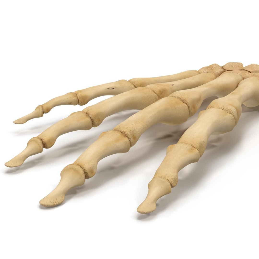 Skeleton Hand 3d 3ds
