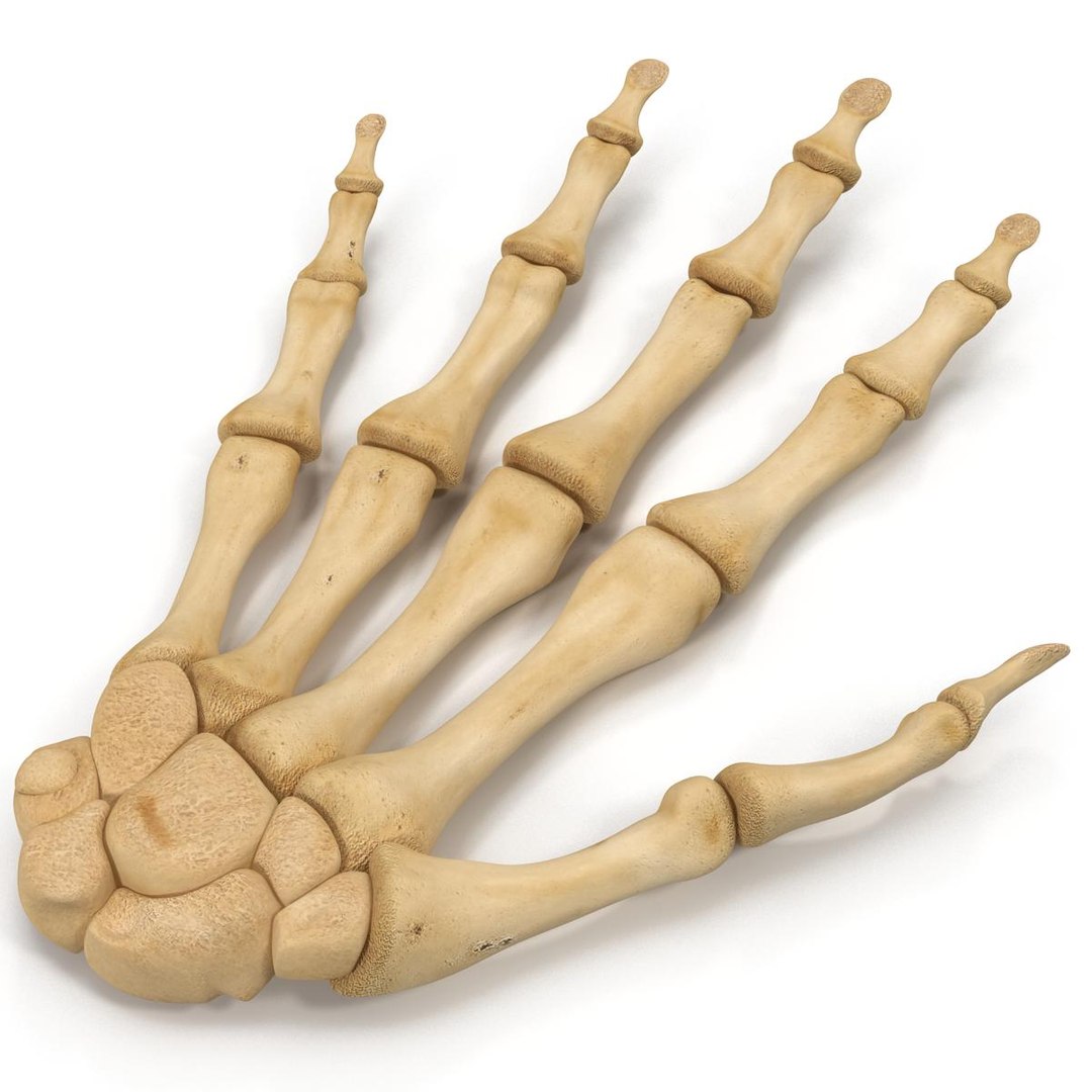 Skeleton Hand 3d 3ds