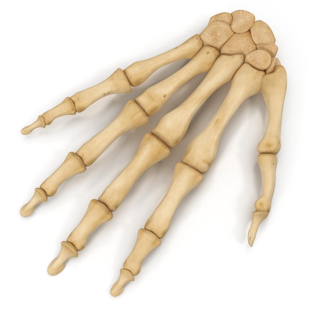 Skeleton Hand 3d 3ds