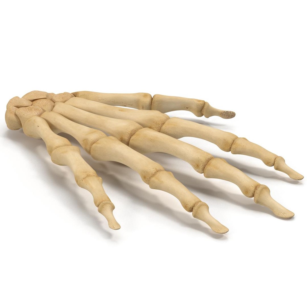 Skeleton Hand 3d 3ds
