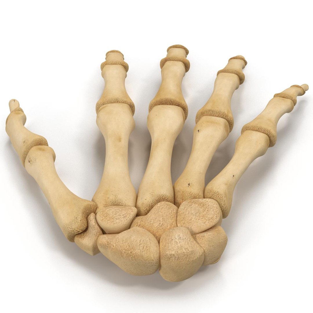 Skeleton Hand 3d 3ds