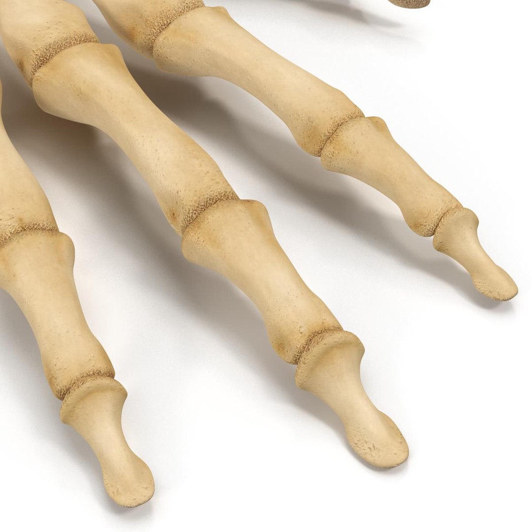 Skeleton Hand 3d 3ds