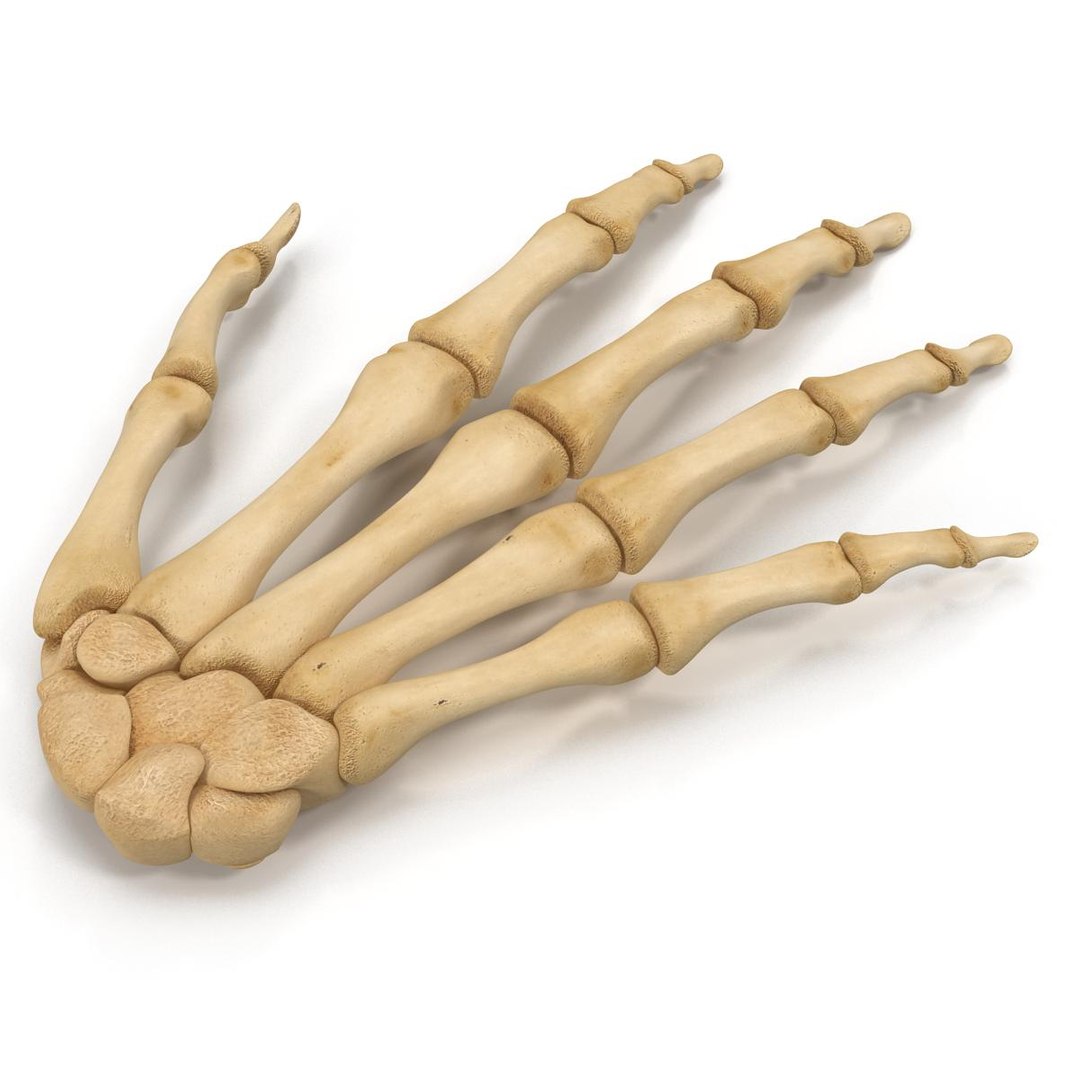 Skeleton Hand 3d 3ds