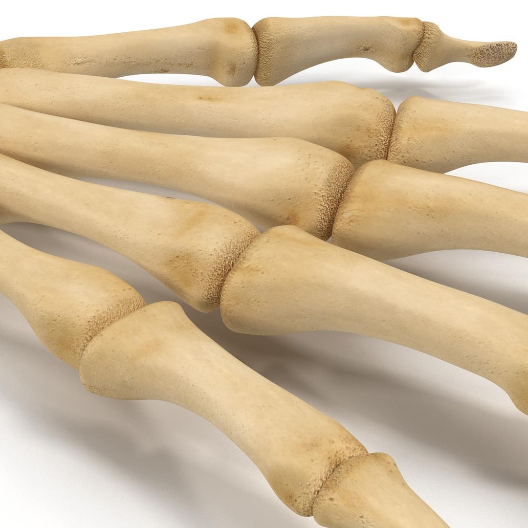 Skeleton Hand 3d 3ds