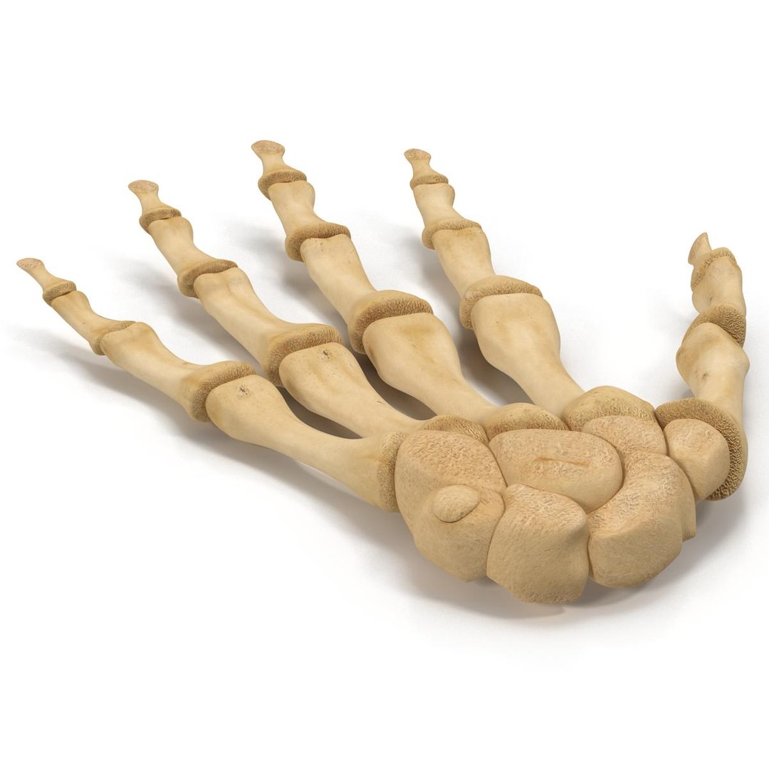 Skeleton Hand 3d 3ds