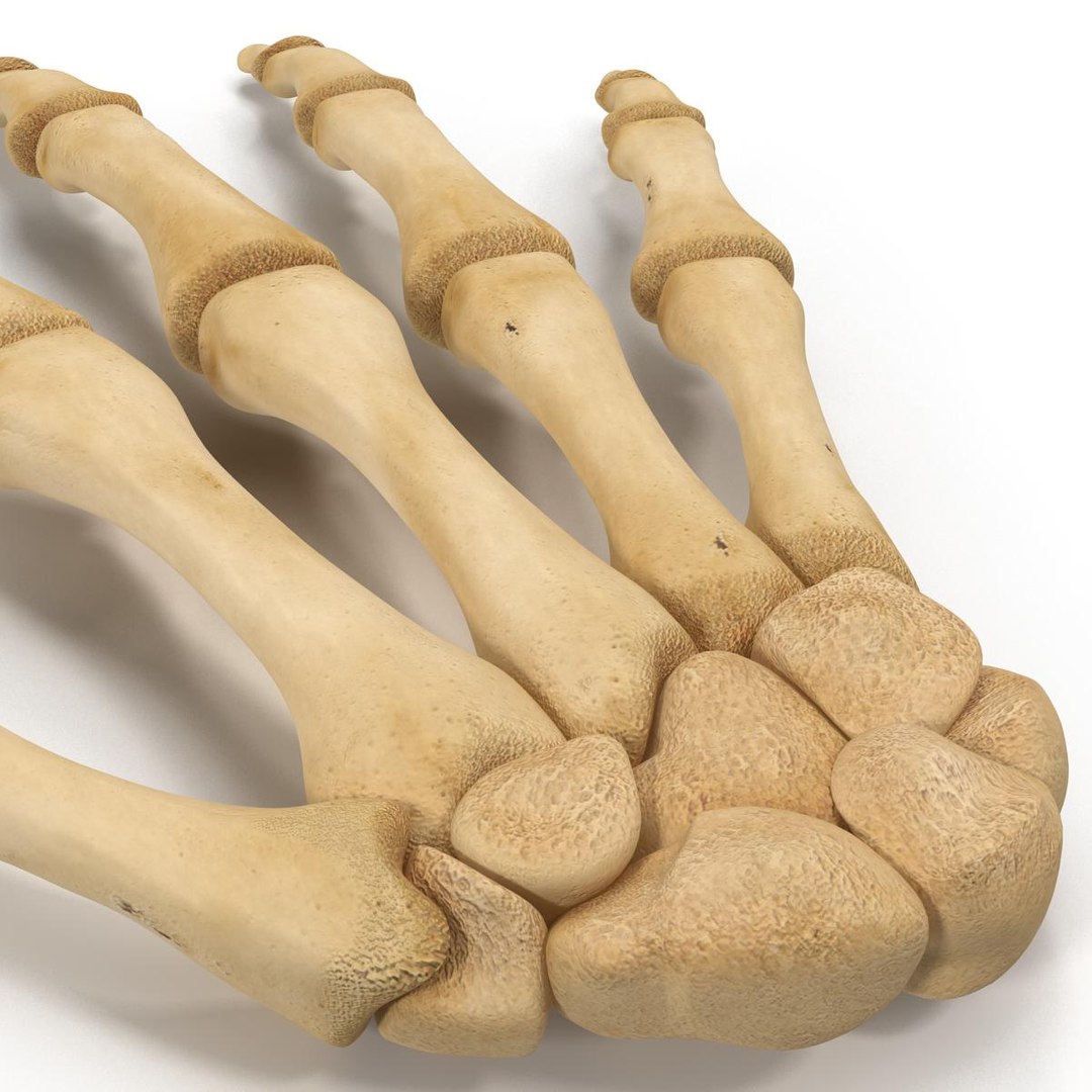 Skeleton Hand 3d 3ds