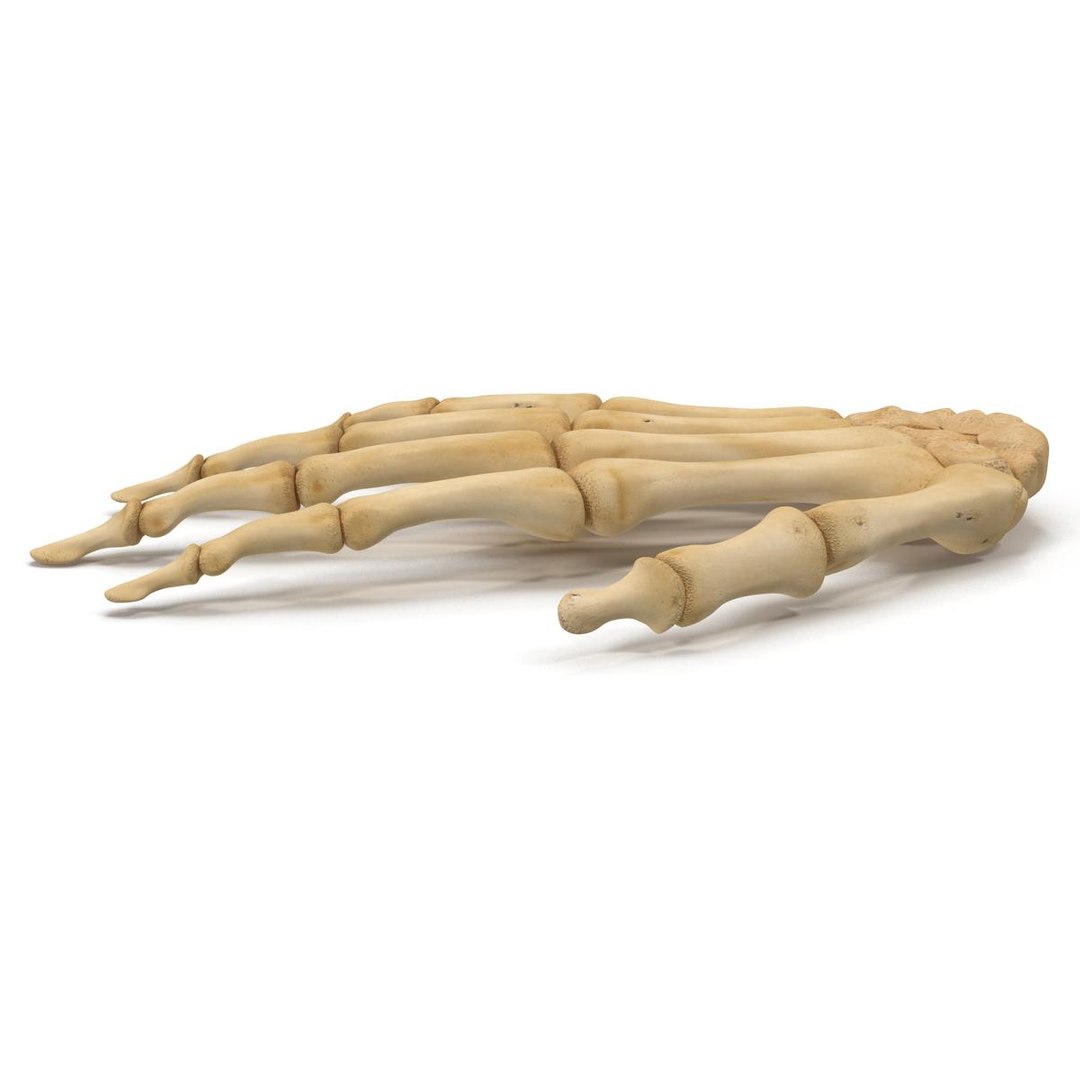 Skeleton Hand 3d 3ds