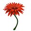 3d Gerbera Orange Model