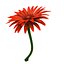 3d Gerbera Orange Model