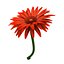 3d Gerbera Orange Model