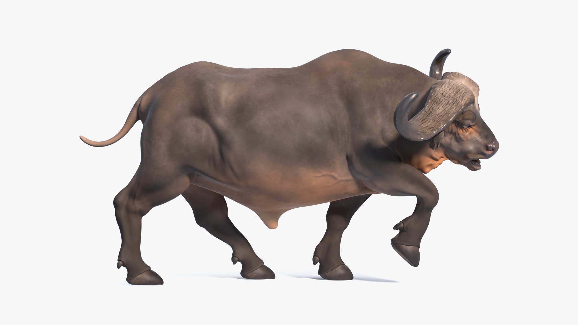 3D Cape Buffalo African Rigged Animal Model - TurboSquid 1569232