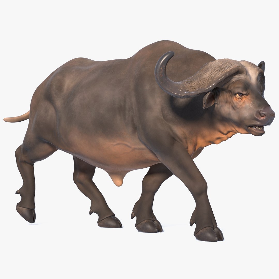 3D Cape Buffalo African Rigged Animal Model - TurboSquid 1569232