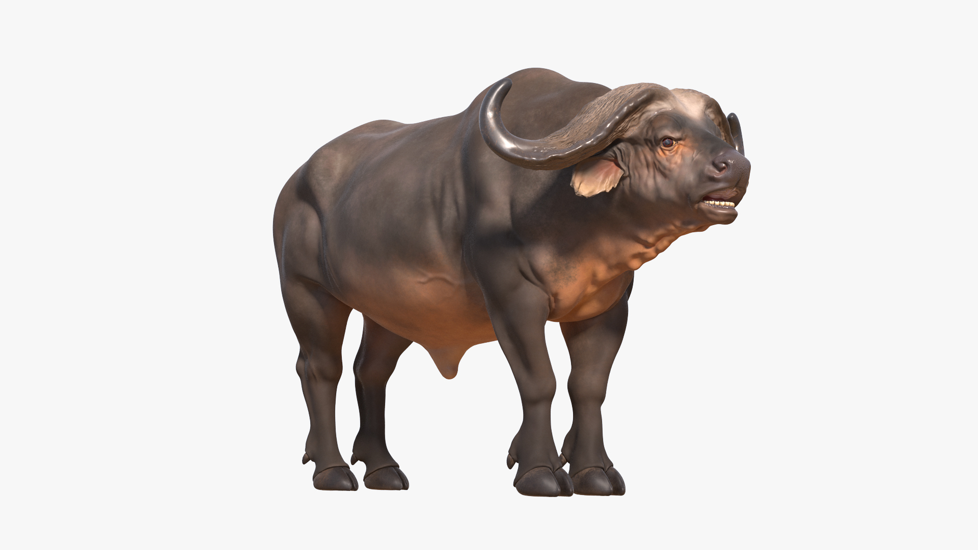 3D Cape Buffalo African Rigged Animal Model - TurboSquid 1569232