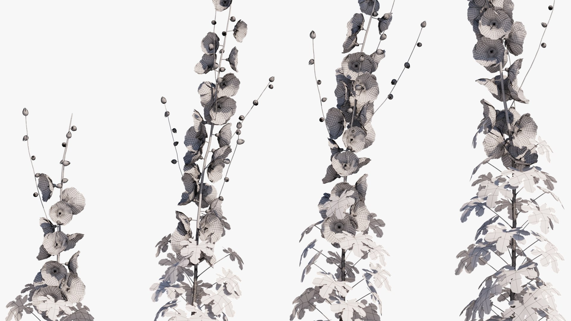 Hollyhock Alcea Rosea 3D - TurboSquid 1957724