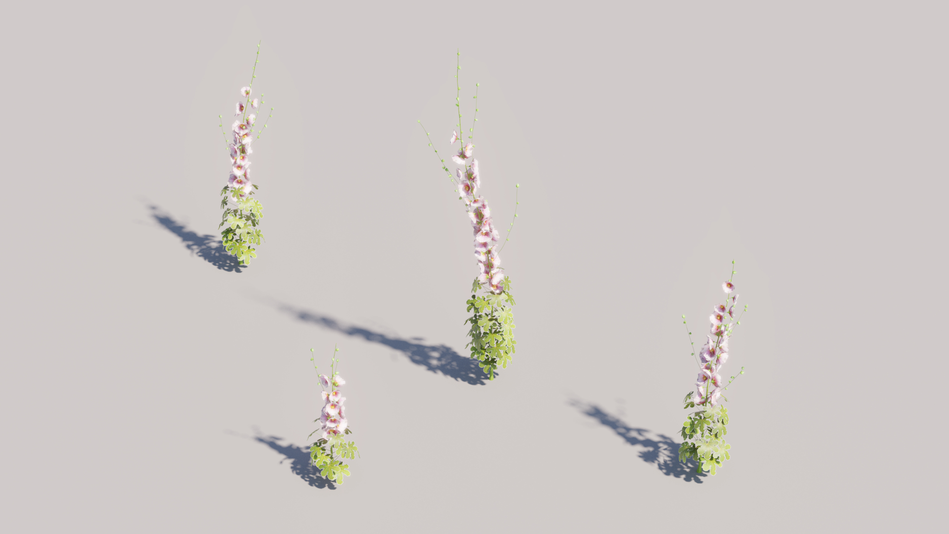Hollyhock Alcea Rosea 3D - TurboSquid 1957724