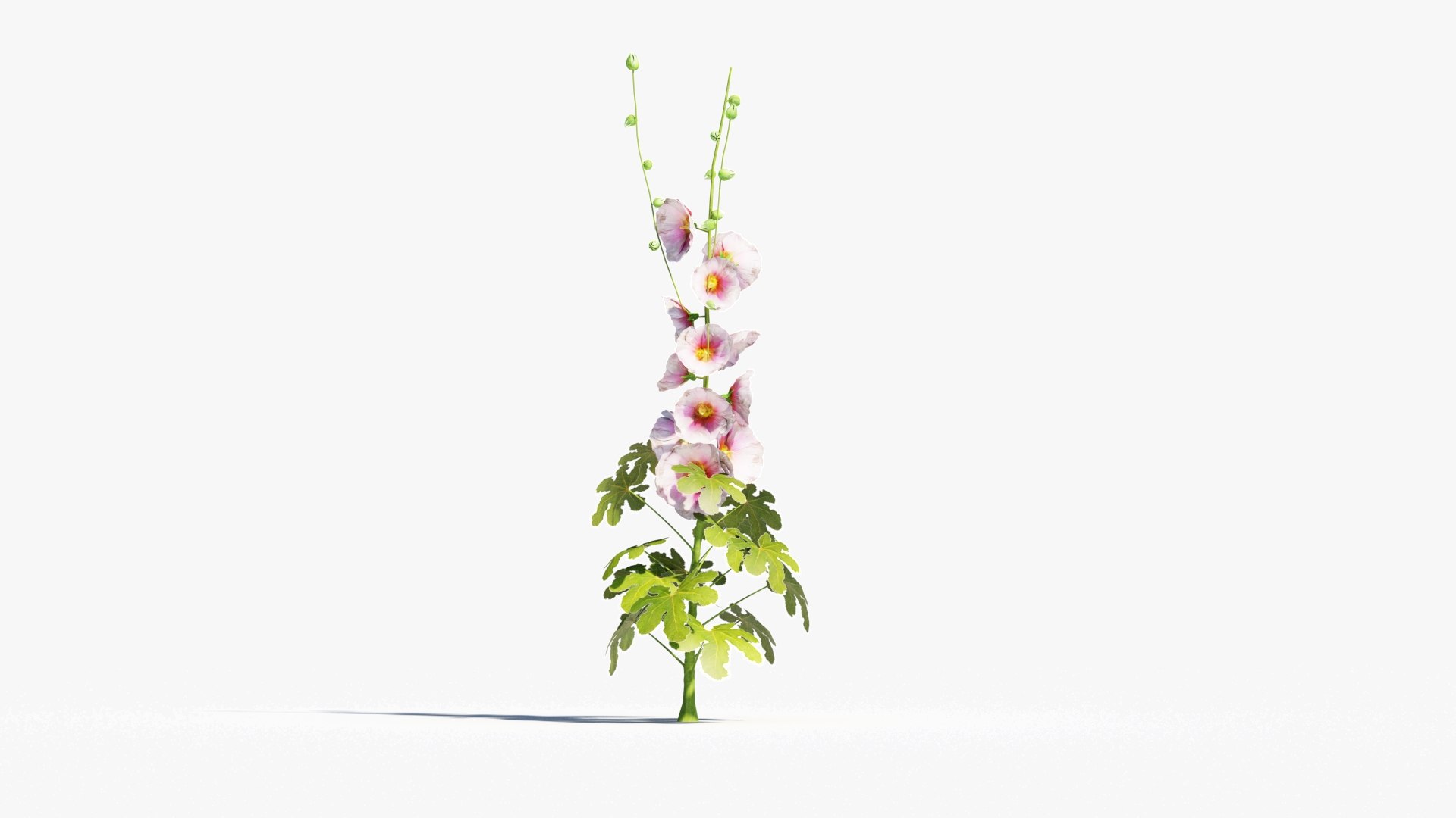 Hollyhock Alcea Rosea 3D - TurboSquid 1957724