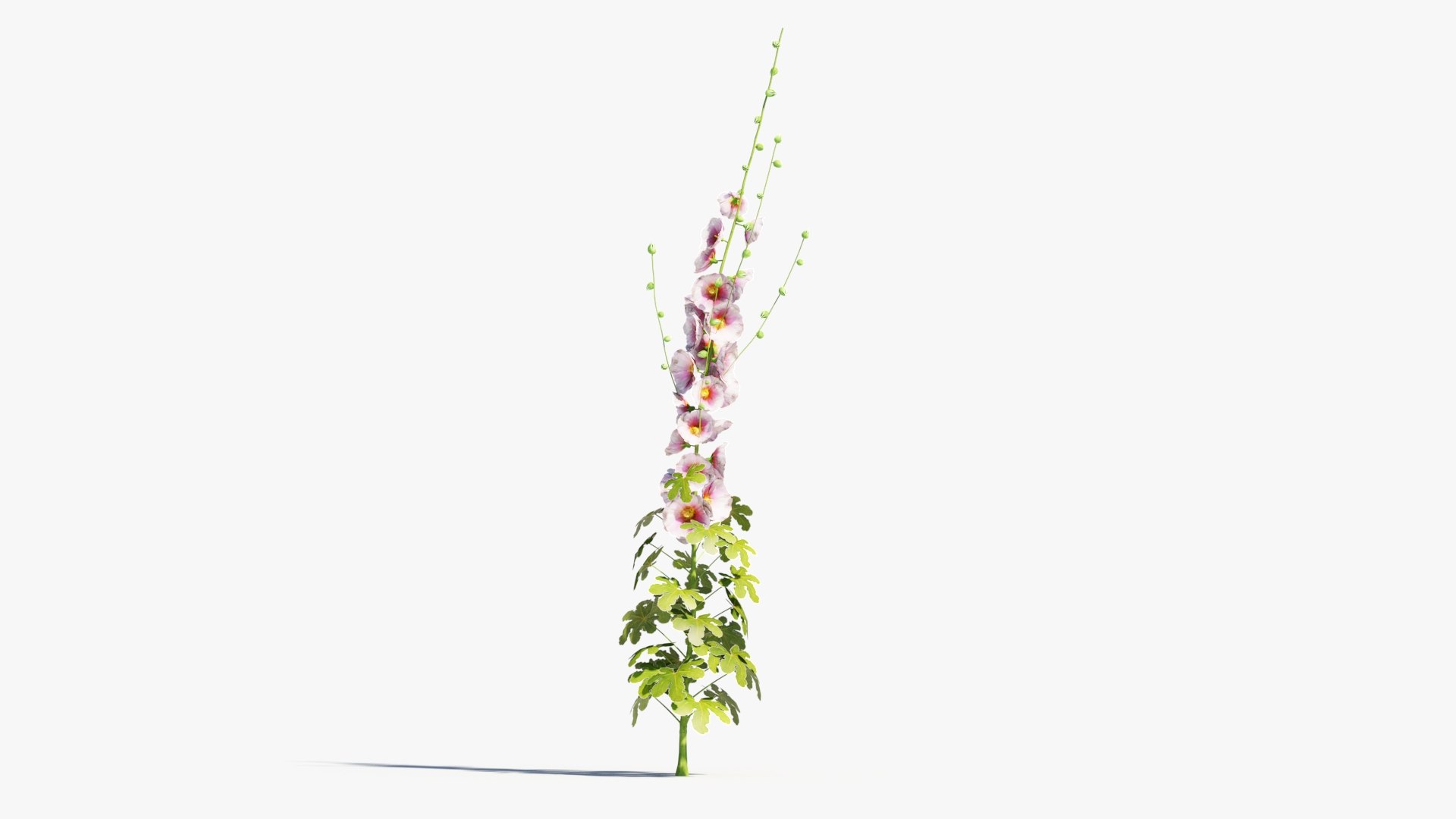 Hollyhock Alcea Rosea 3D - TurboSquid 1957724