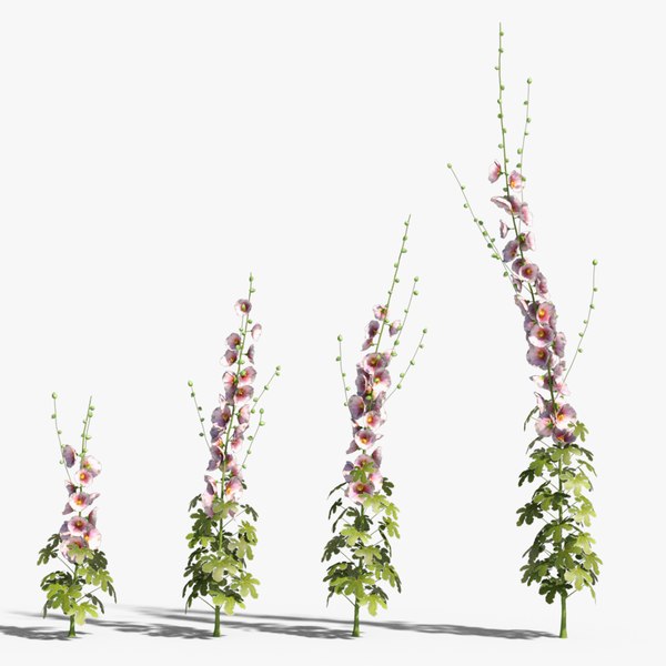 Hollyhock Alcea Rosea 3D 모델 - TurboSquid 1957724