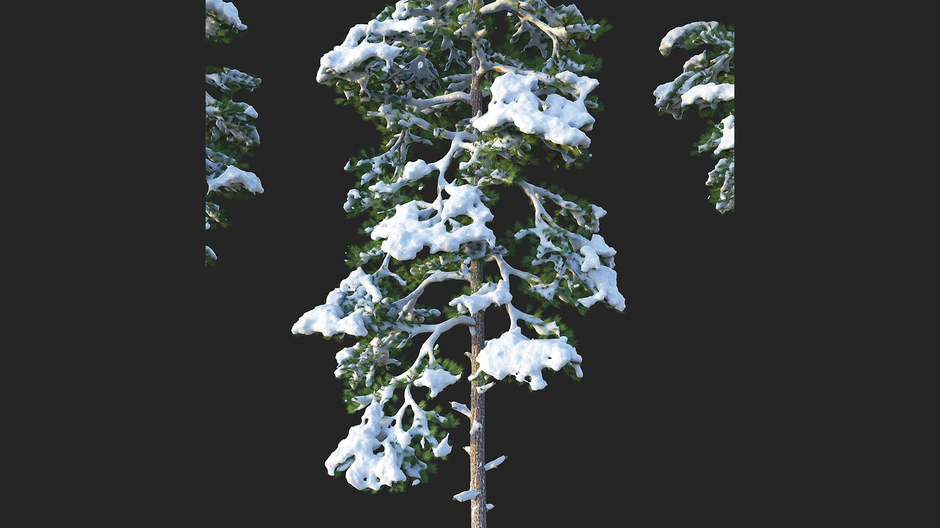 3D Pine Set 01 Snow version - TurboSquid 1829124