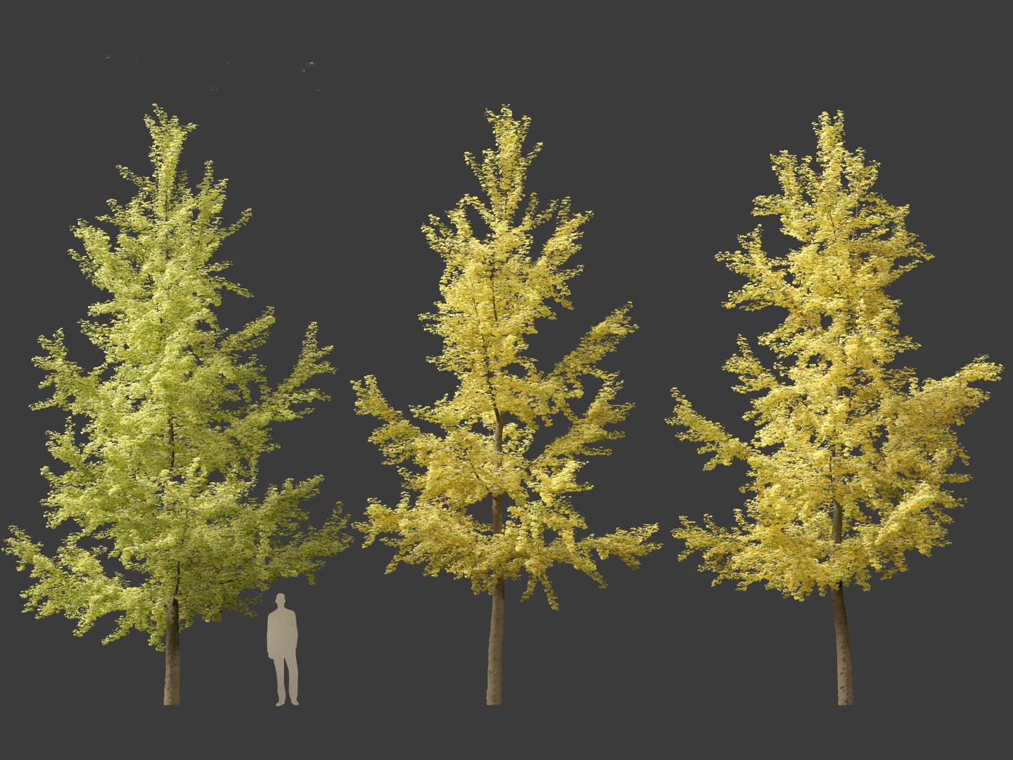 3D Ginkgo Biloba - Maidenhair Tree 04 - TurboSquid 2150067