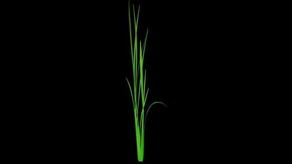 modelo 3d PADDY PLANT 2 FINAL TEXTURE MAX 2015 - TurboSquid 2089282