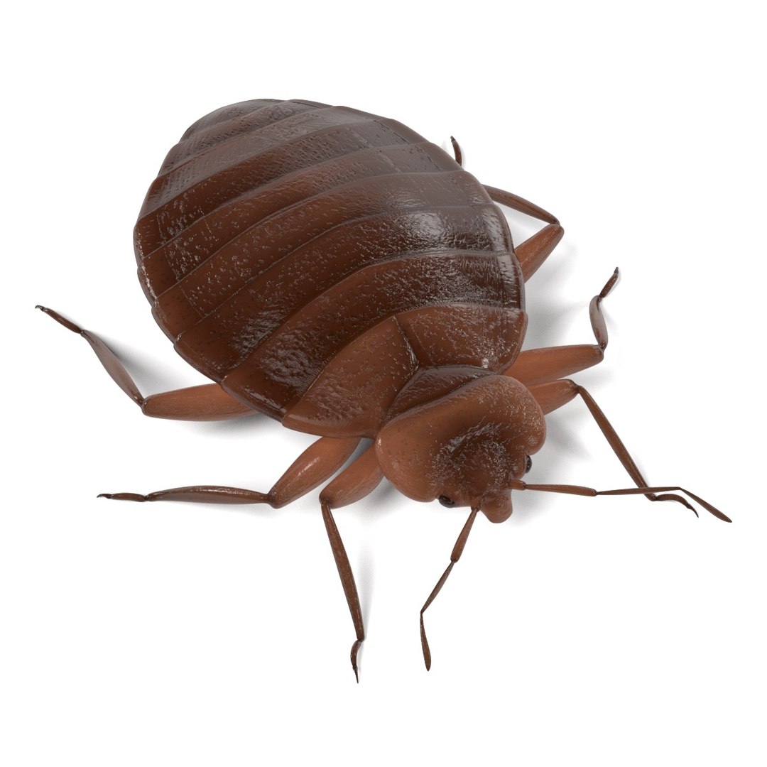 Bedbug Female 3d Model