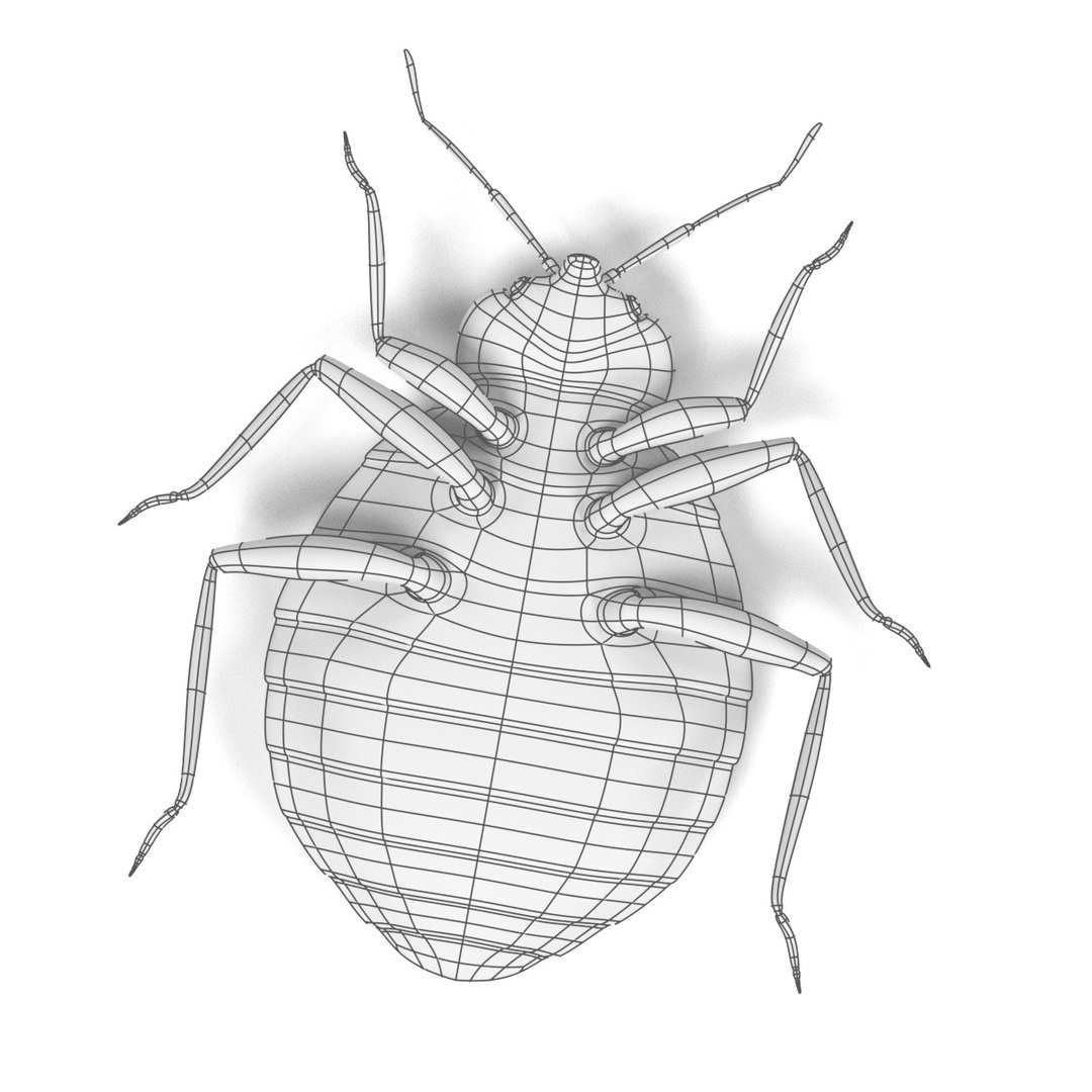 Bedbug Female 3d Model