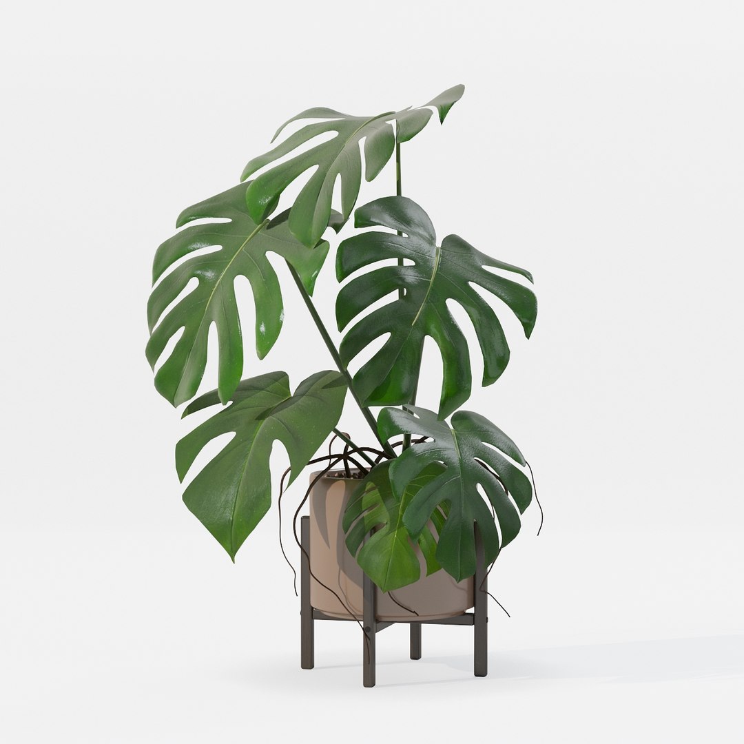 Monstera In Modern Pot 3D Model - TurboSquid 2186360