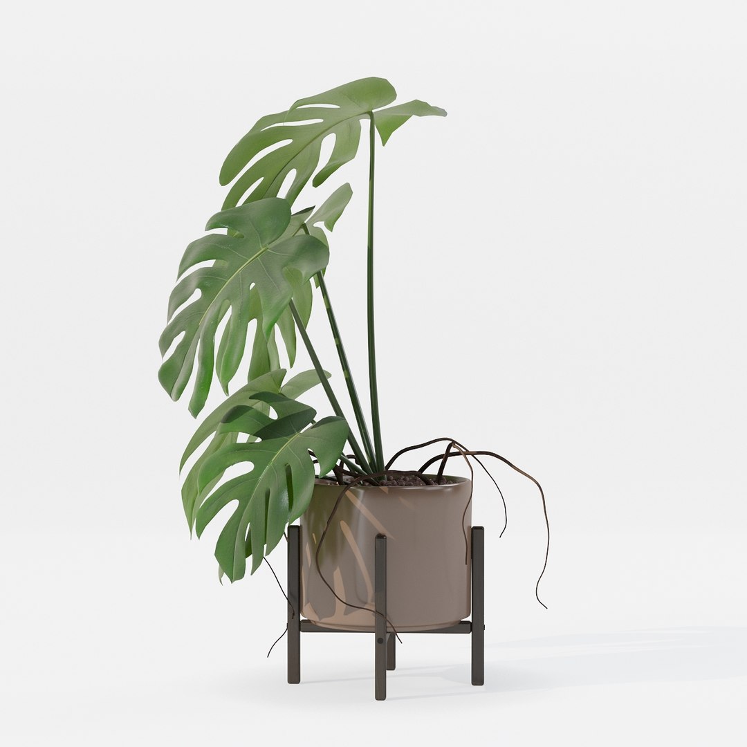 Monstera In Modern Pot 3D Model - TurboSquid 2186360