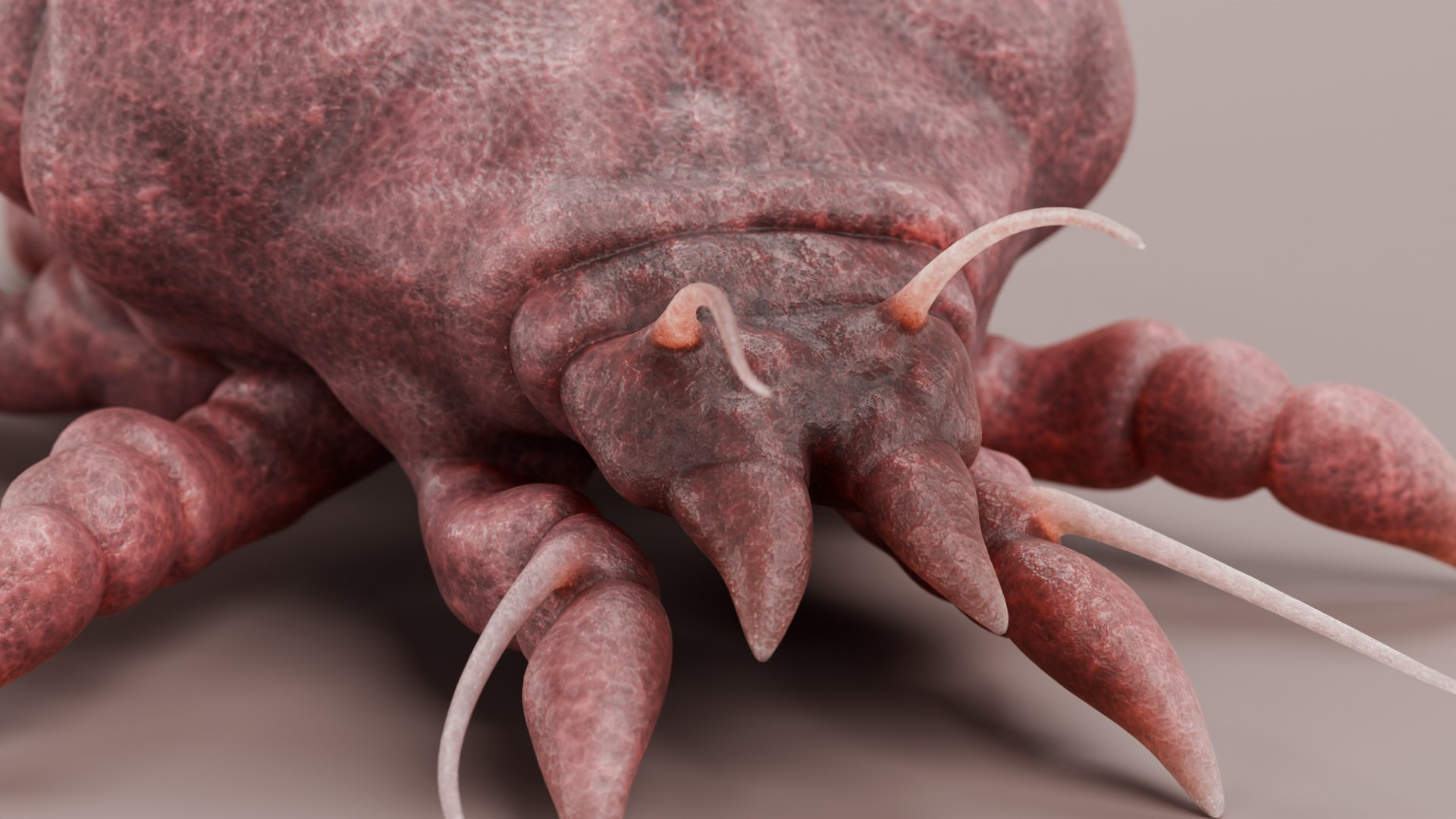 Scabies Mite 3D Model - TurboSquid 2441467