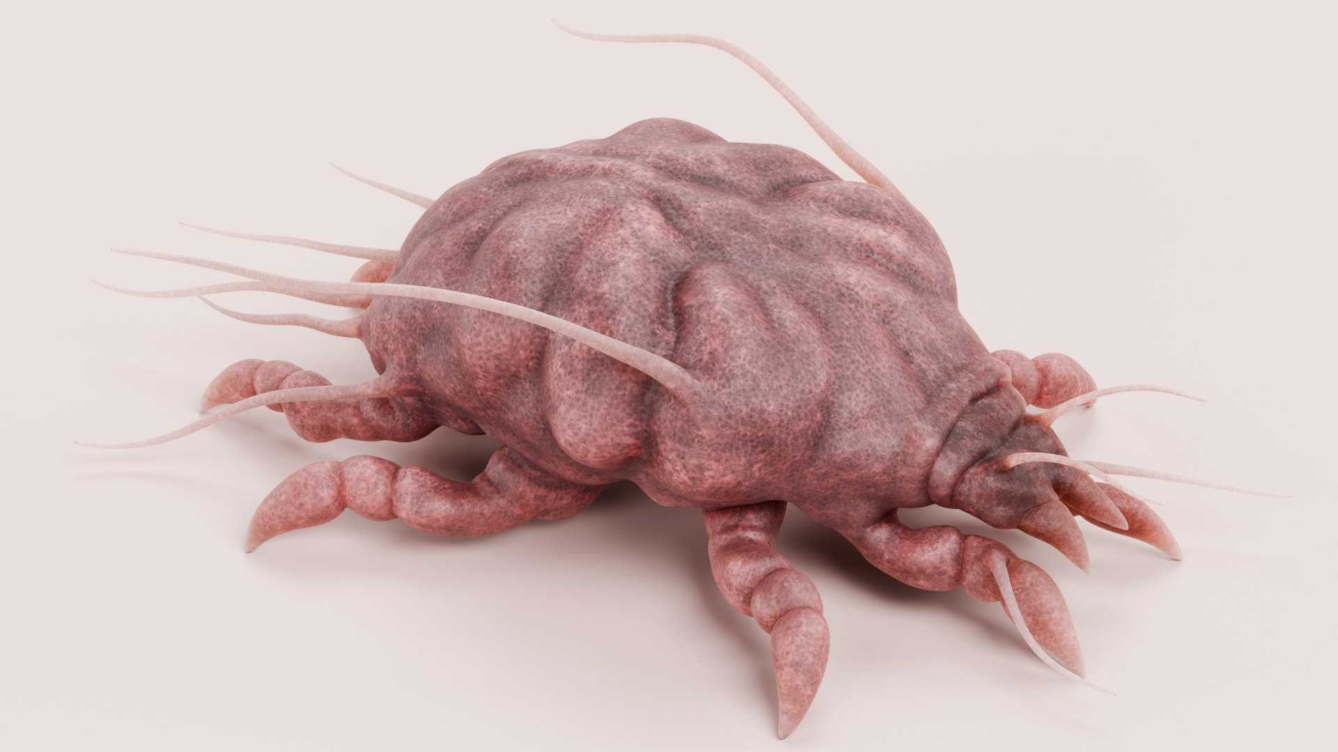 Scabies Mite 3D Model - TurboSquid 2441467