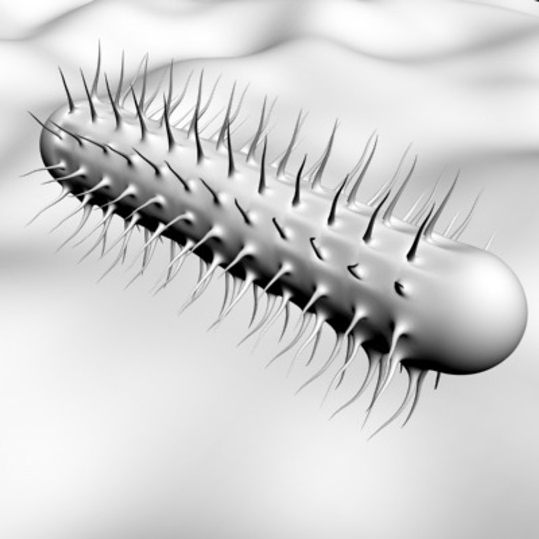 3d E Coli Bacteria Cell Model