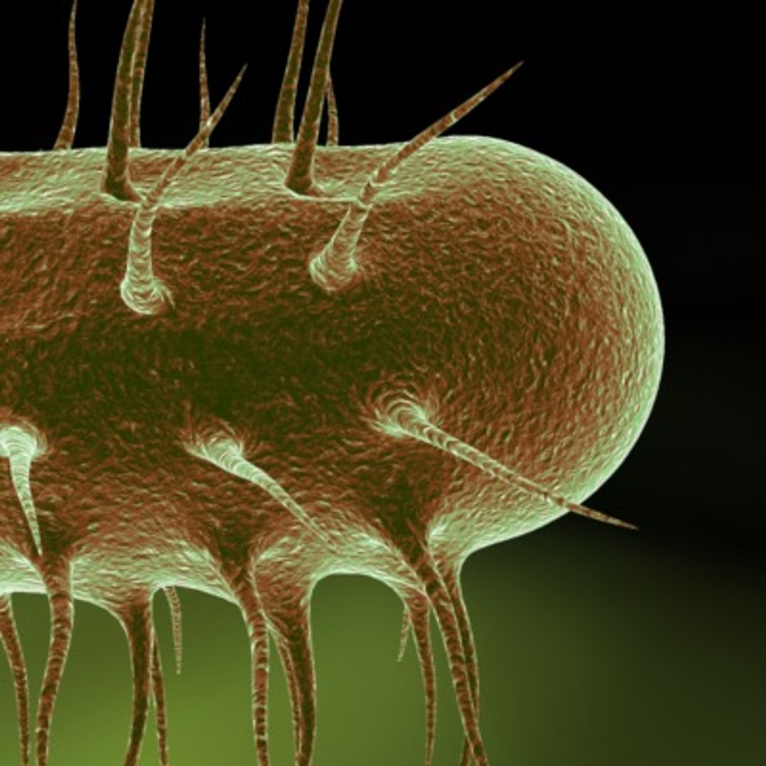 3d E Coli Bacteria Cell Model