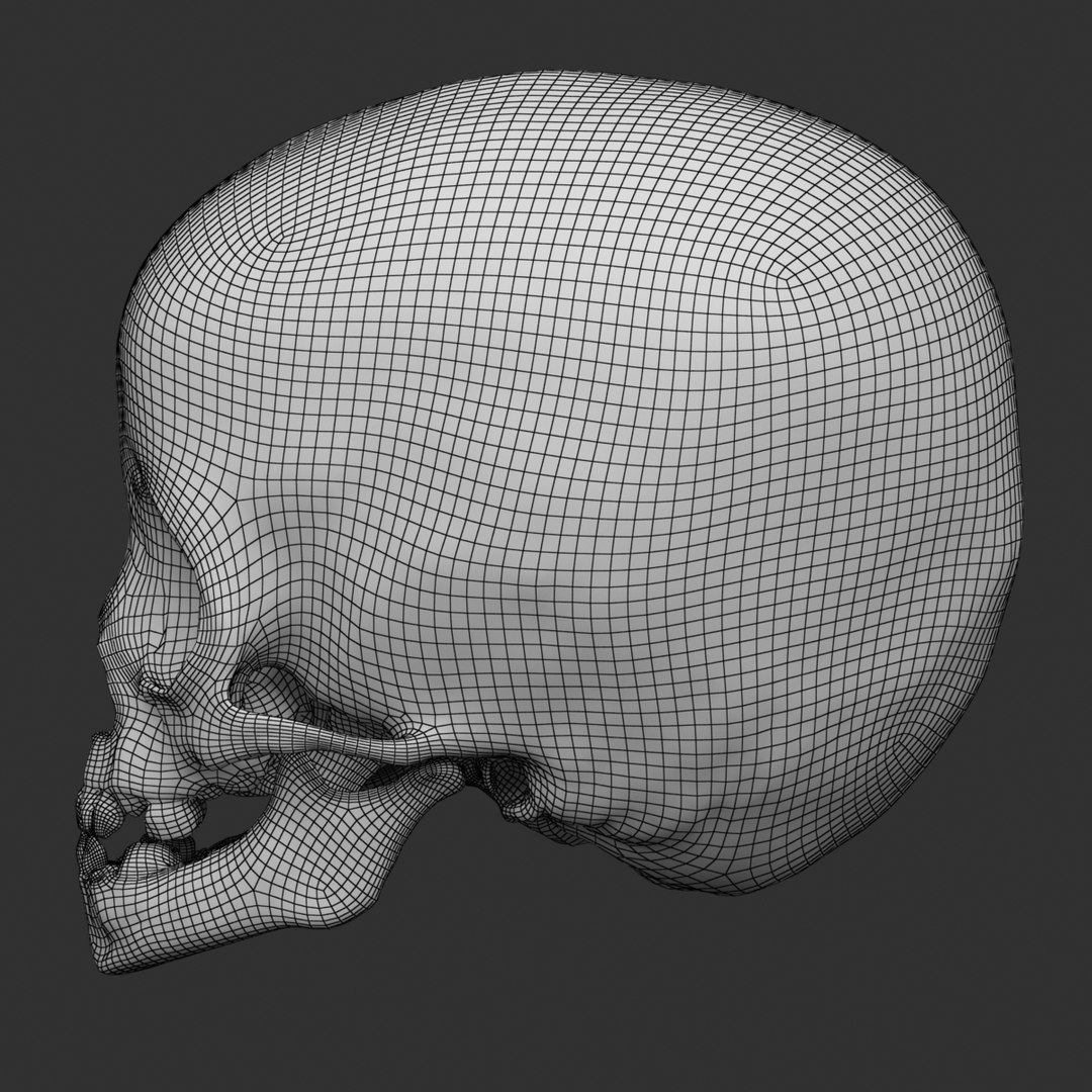 Model Child Skull