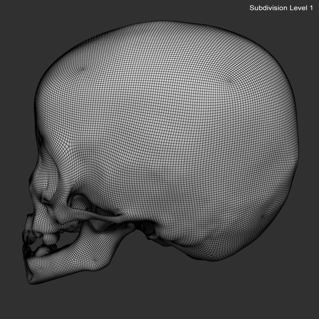 Model Child Skull