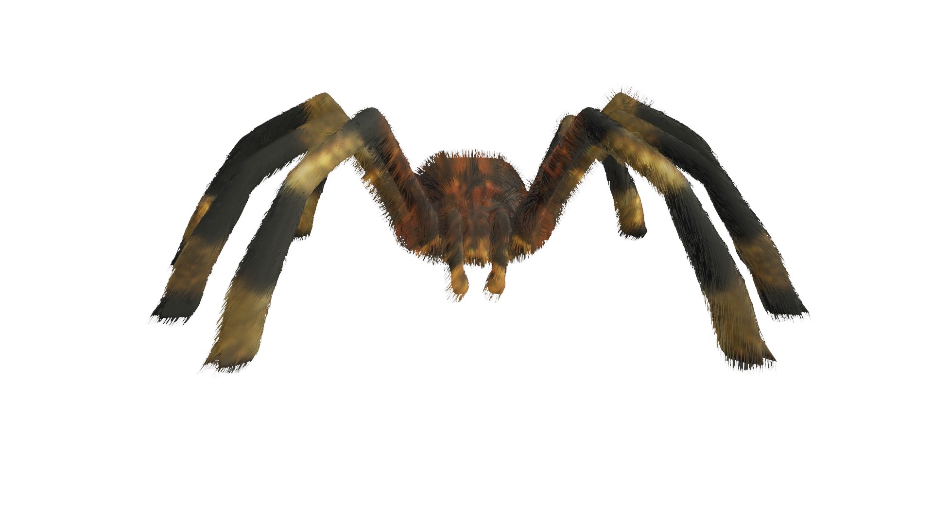 3D Tarantula - TurboSquid 1881904