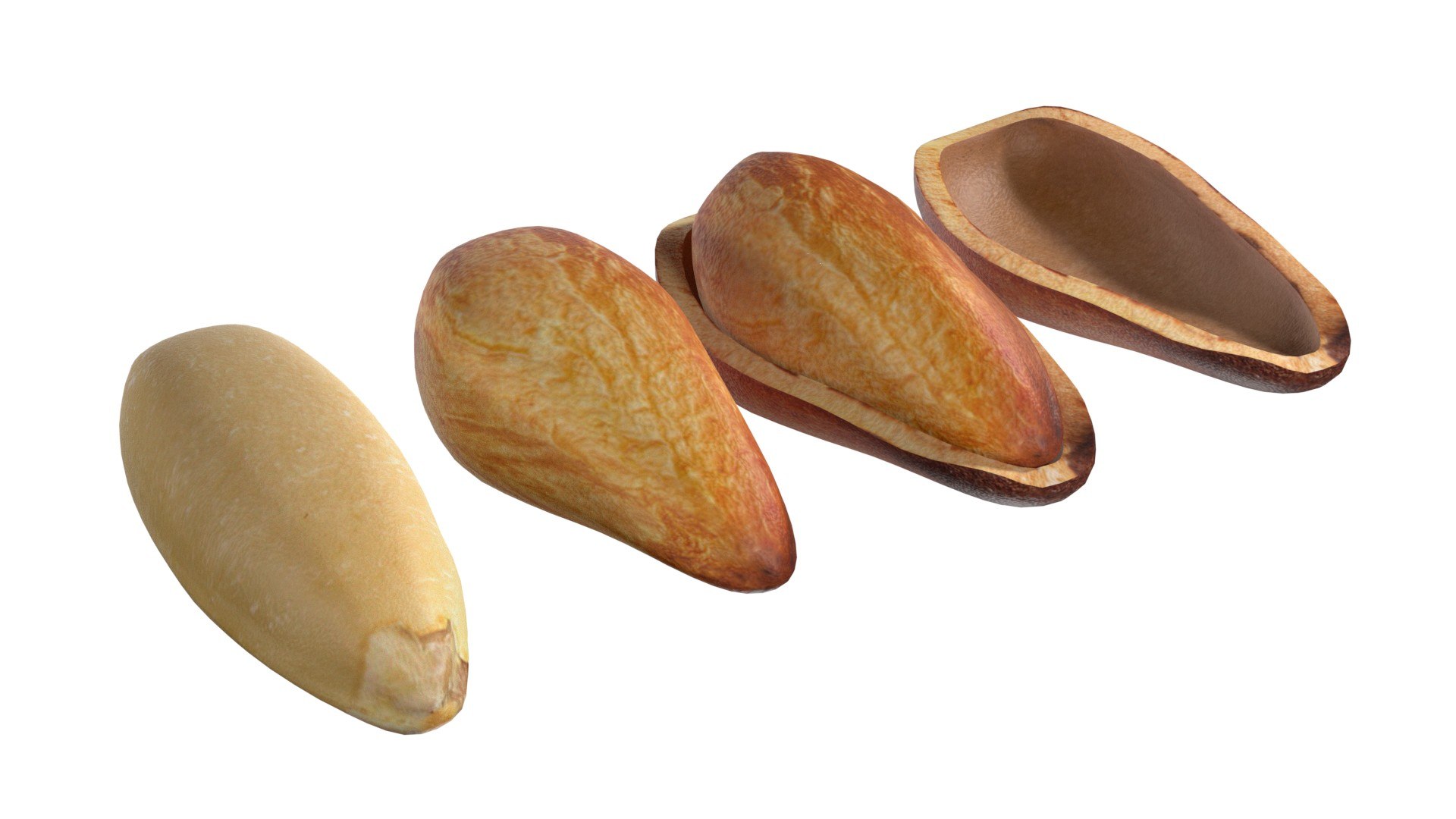 3D Cedar Nut Model - TurboSquid 2406468