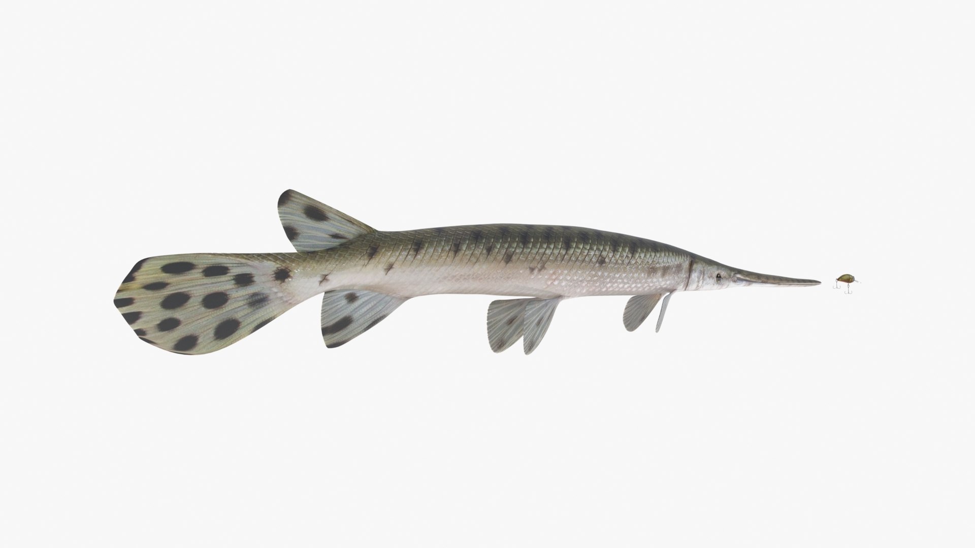Longnose Gar Fish 3D Model - TurboSquid 1699308