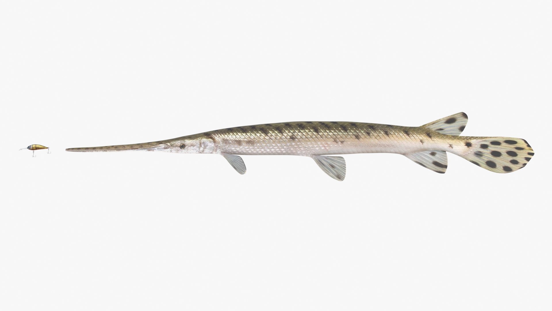 Longnose Gar Fish 3D Model - TurboSquid 1699308