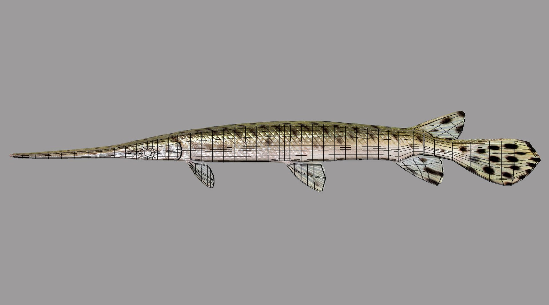 Longnose Gar Fish 3D Model - TurboSquid 1699308