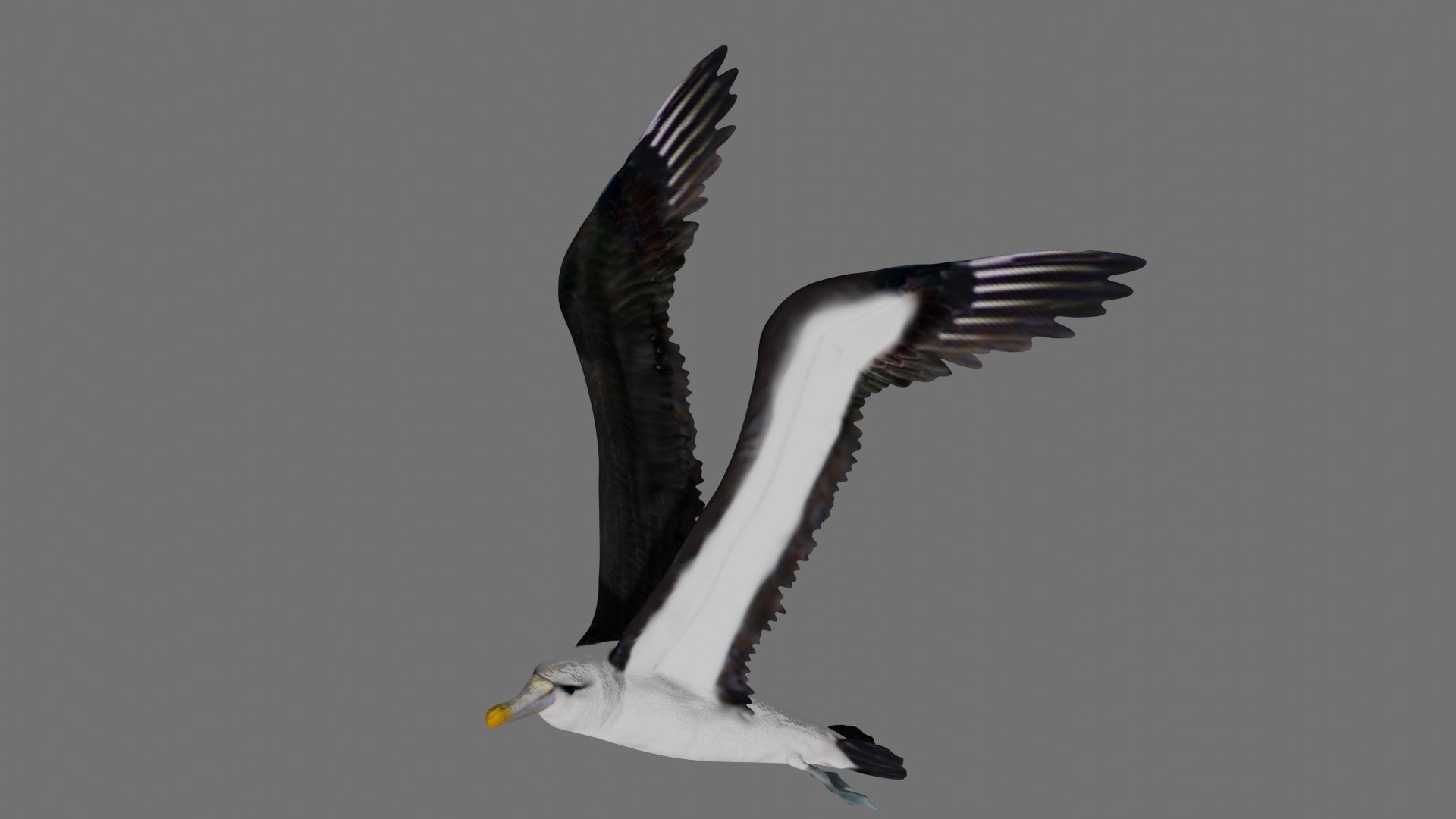 Fully Rigged Low Poly Albatross 3D Model - TurboSquid 1750532