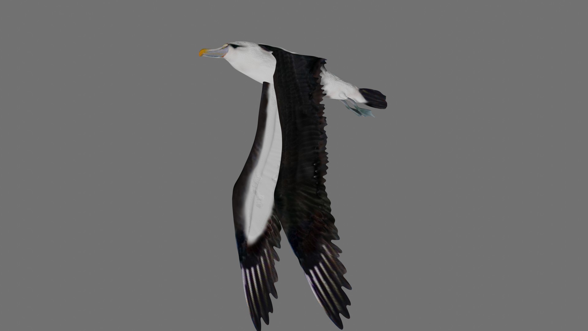 Fully Rigged Low Poly Albatross 3D Model - TurboSquid 1750532